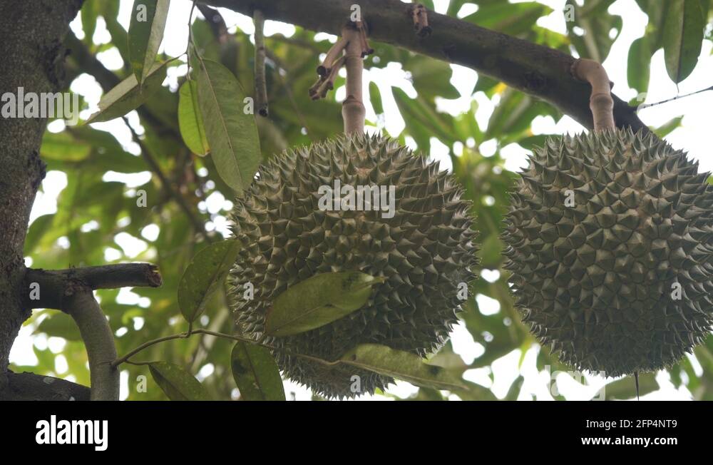 black thorn durian tree at the farm Stock Video Footage - Alamy