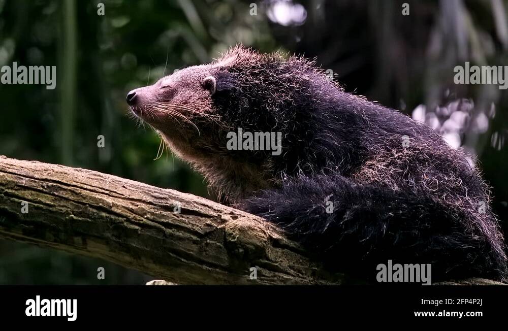 Rare branch Stock Videos & Footage - HD and 4K Video Clips - Alamy