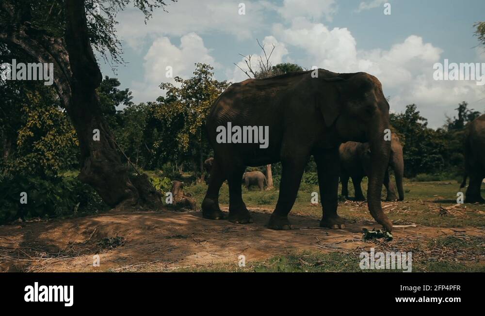 Thailand elephant carry Stock Videos & Footage - HD and 4K Video Clips ...