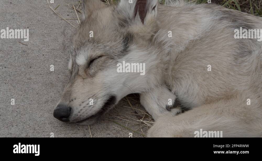 Wolf pup sleeping Stock Videos & Footage - HD and 4K Video Clips - Alamy