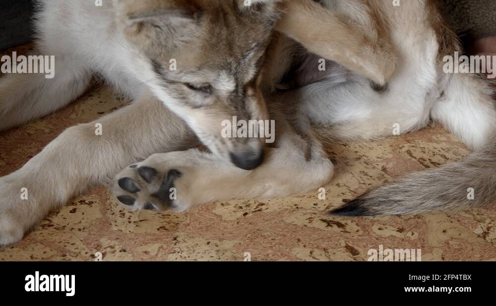 Wolf tail Stock Videos & Footage - HD and 4K Video Clips - Alamy