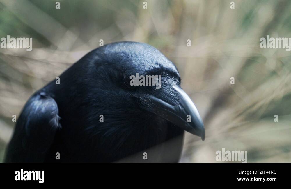 Screaming crow Stock Videos & Footage - HD and 4K Video Clips - Alamy