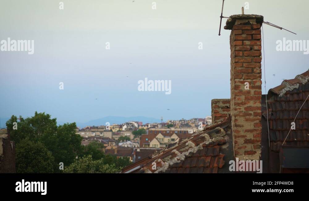Swallow birds performing their evening flying dance above the rooftops ...