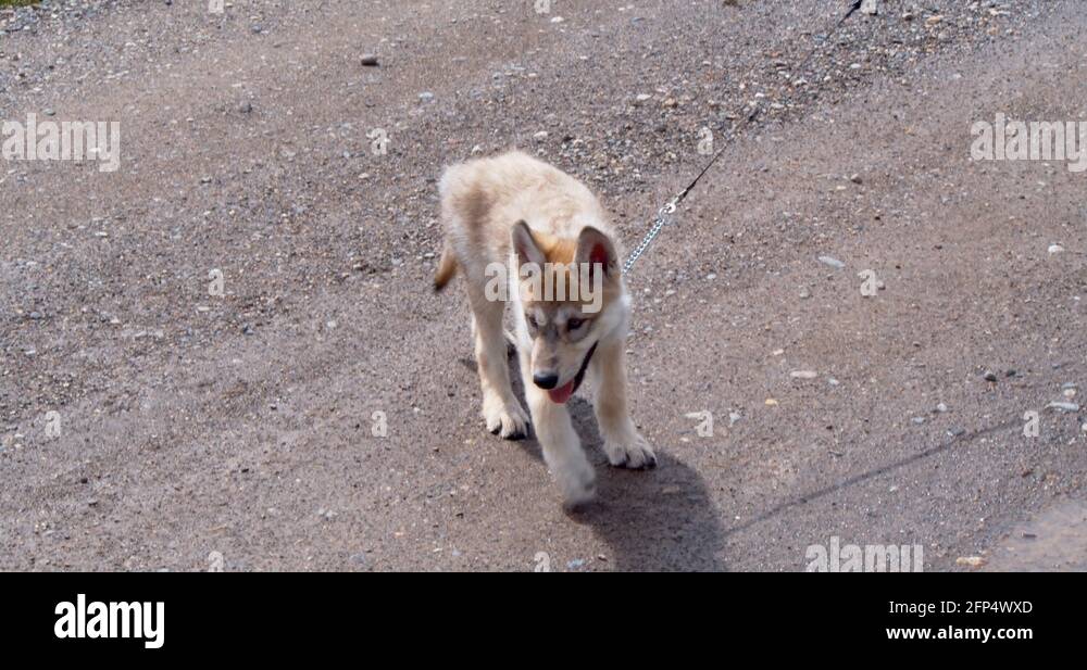 Baby gray wolf pup playing in a puddle of water Stock Video Footage - Alamy