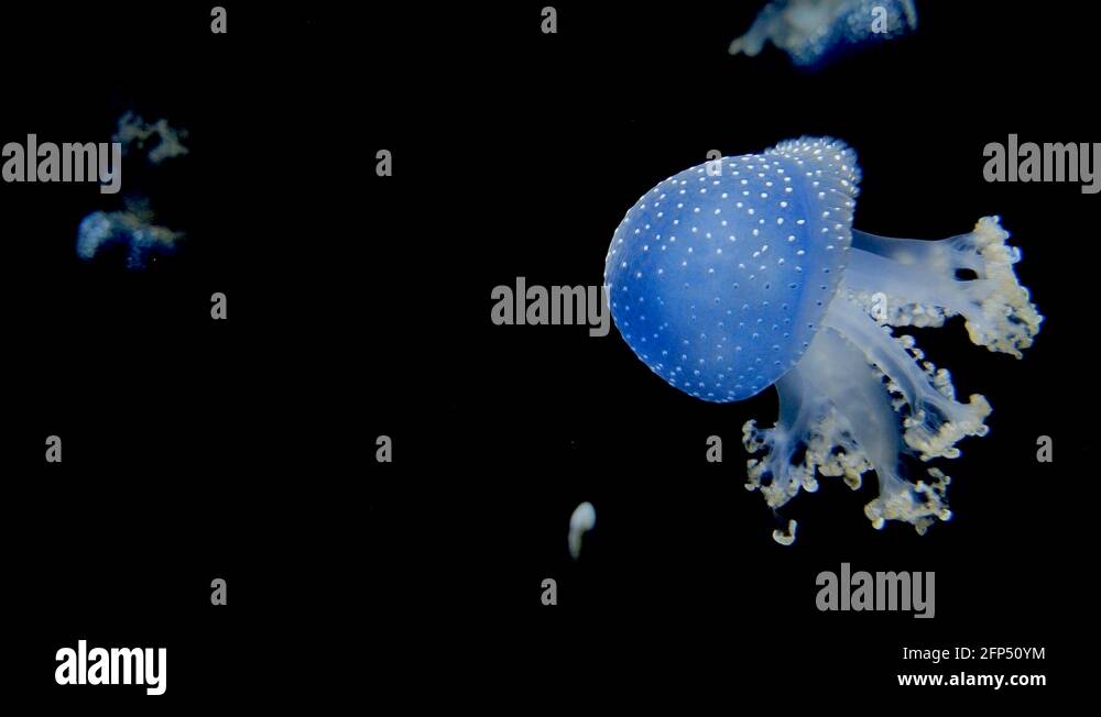 a blue white-spotted rhizostomae jellyfish dancing in the water in ...