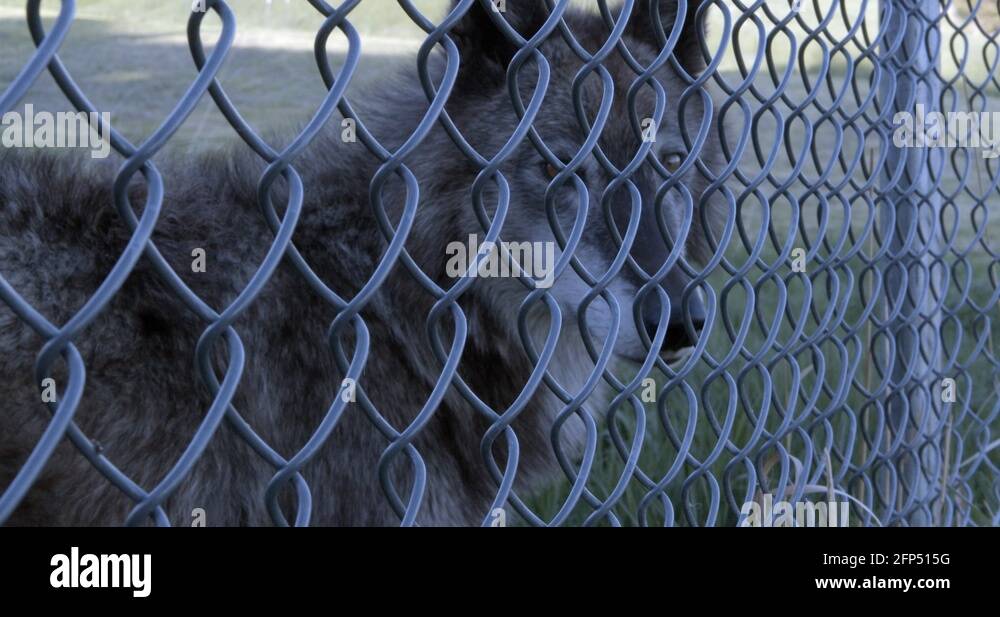 Wolf fence Stock Videos & Footage - HD and 4K Video Clips - Alamy