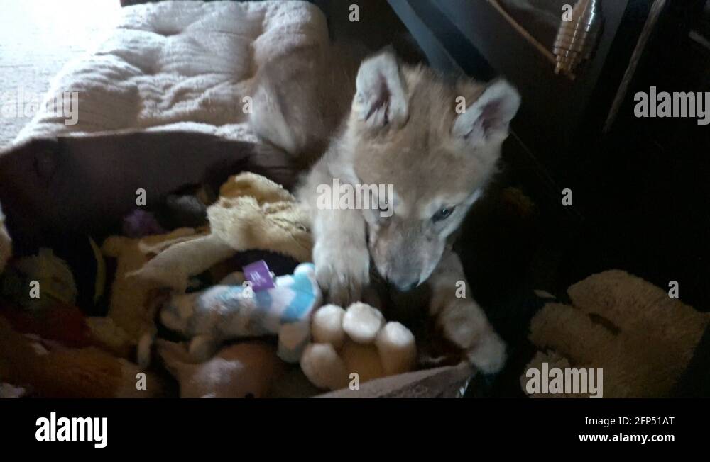 Bear pet Stock Videos & Footage - HD and 4K Video Clips - Alamy