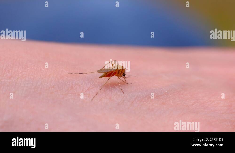 Anopheles mosquito biting Stock Videos & Footage - HD and 4K Video ...