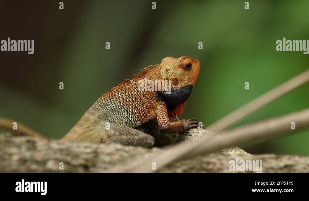 Calotes dragon Stock Videos & Footage - HD and 4K Video Clips - Alamy