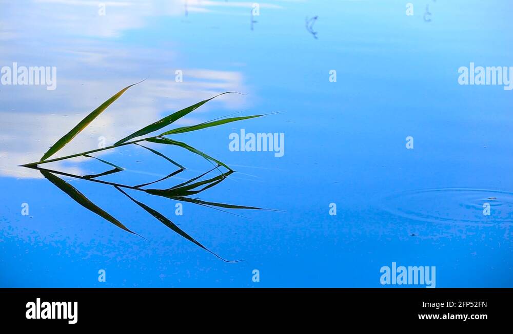 Emergent leaf Stock Videos & Footage - HD and 4K Video Clips - Alamy