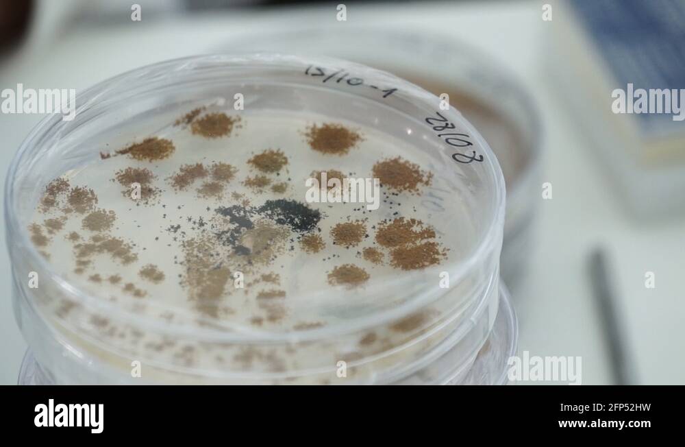 Lab specimen container Stock Videos & Footage - HD and 4K Video Clips ...