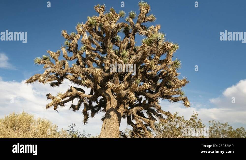 California endemic tree Stock Videos & Footage - HD and 4K Video Clips ...