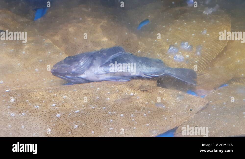 Dying fish Stock Videos & Footage - HD and 4K Video Clips - Alamy