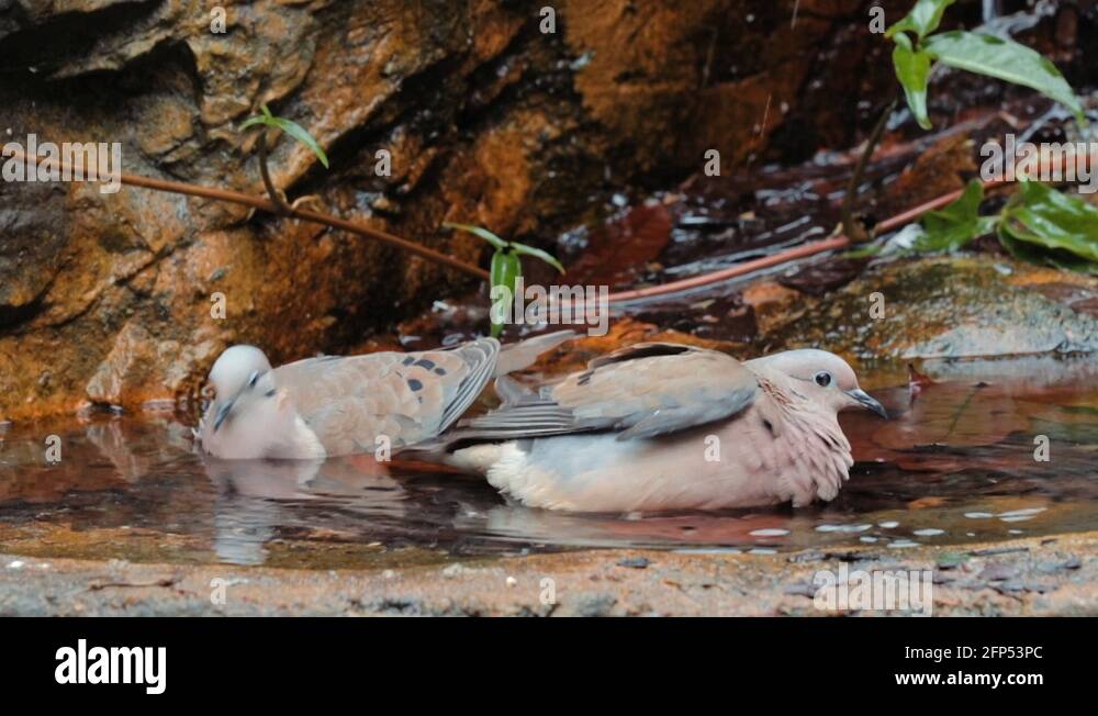 Spotted dove flying Stock Videos & Footage - HD and 4K Video Clips - Alamy