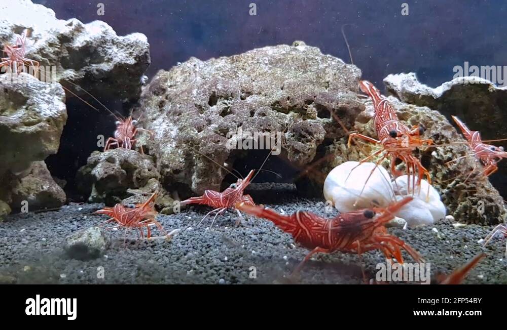 Spiny lobsters ocean water rocks Stock Videos & Footage - HD and 4K ...