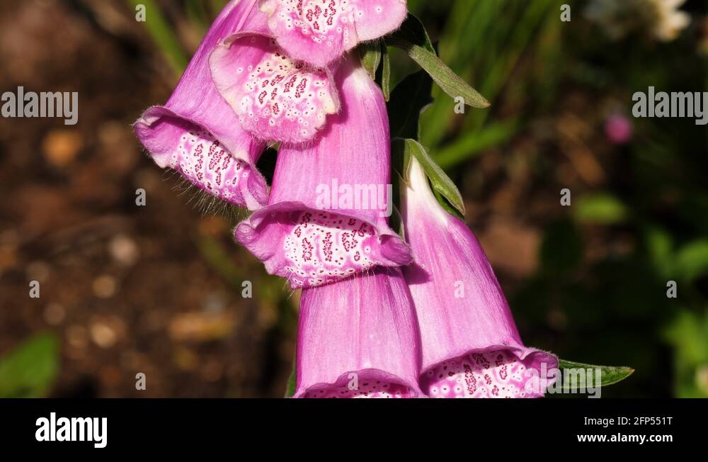 Digitalis purpurea plant Stock Videos & Footage - HD and 4K Video Clips ...