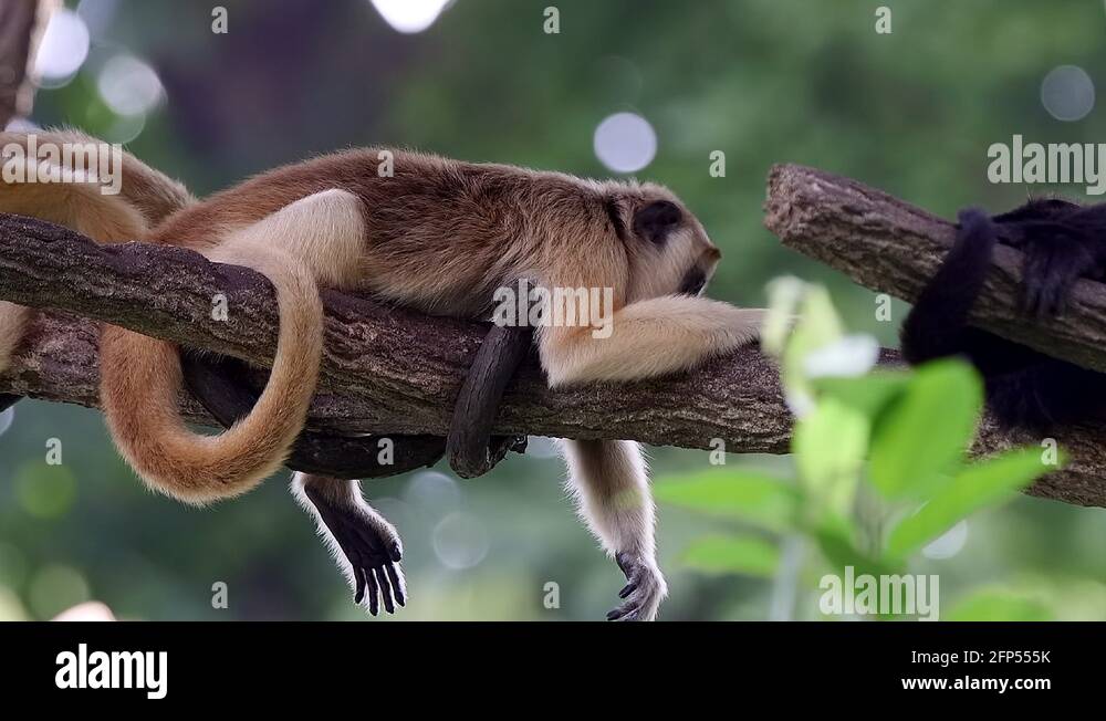 Monkey sleeping lying Stock Videos & Footage - HD and 4K Video Clips ...