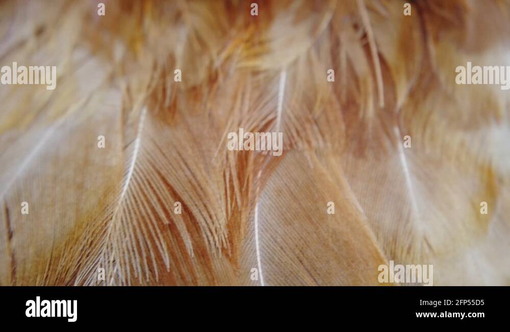 Feathering chicken Stock Videos & Footage - HD and 4K Video Clips - Alamy