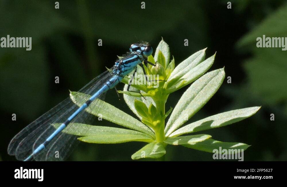 Flying dragon plant Stock Videos & Footage - HD and 4K Video Clips - Alamy
