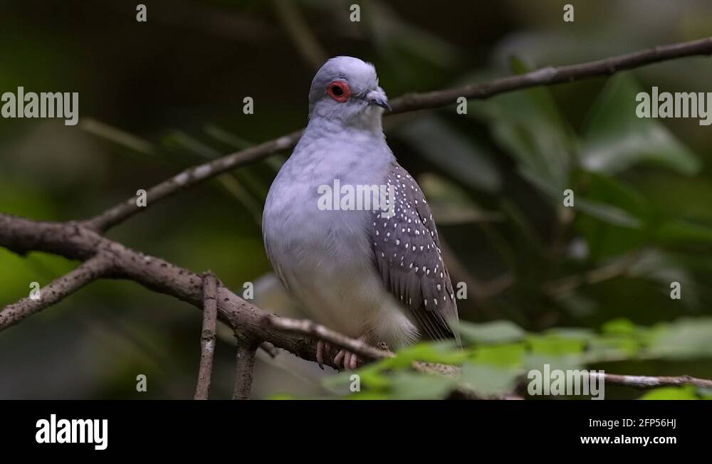 Rare dove Stock Videos & Footage - HD and 4K Video Clips - Alamy