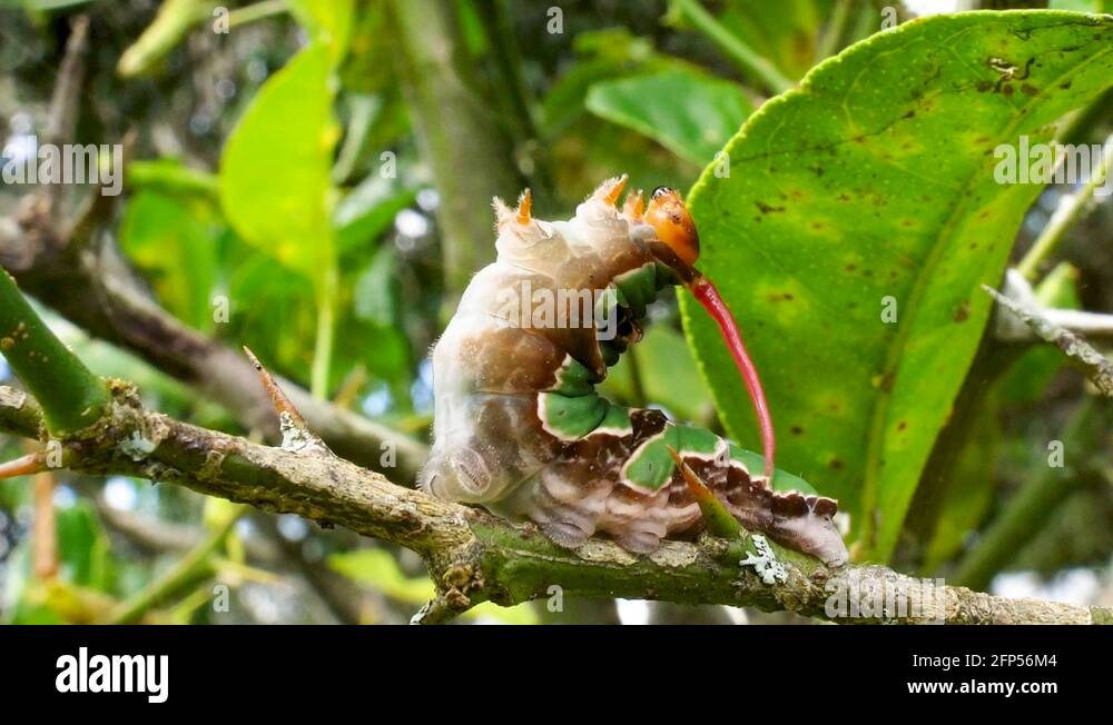 Butterfly defense mechanism Stock Videos & Footage - HD and 4K Video ...