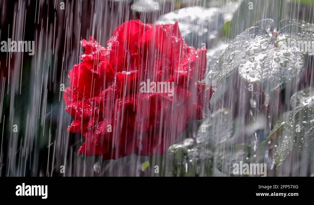 Red rose with leaves Stock Videos & Footage - HD and 4K Video Clips - Alamy