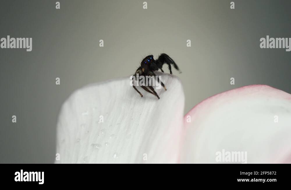 Spider closeup legs eyes Stock Videos & Footage - HD and 4K Video Clips ...