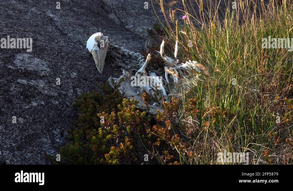 Death of gannet Stock Videos & Footage - HD and 4K Video Clips - Alamy