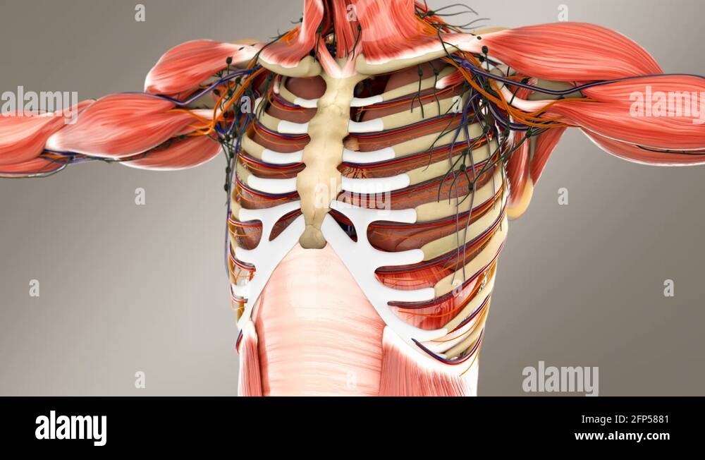 Male muscles anatomy Stock Videos & Footage - HD and 4K Video Clips - Alamy