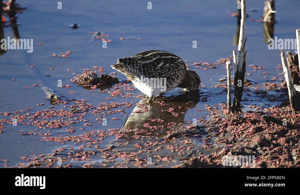 African snipe Stock Videos & Footage - HD and 4K Video Clips - Alamy