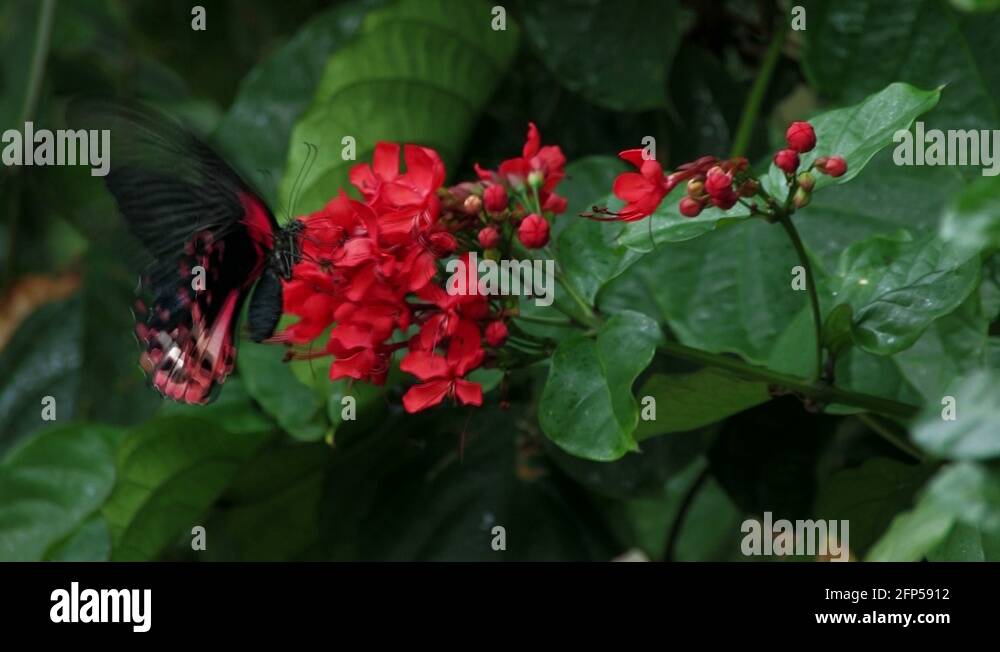 Bright red butterfly Stock Videos & Footage - HD and 4K Video Clips - Alamy