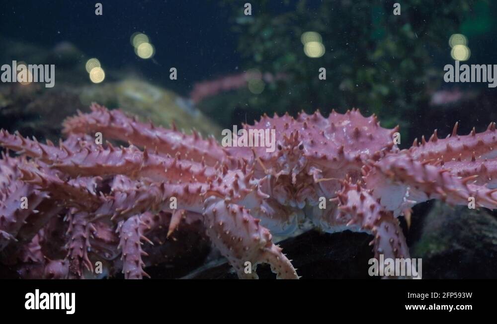 King sideways Stock Videos & Footage - HD and 4K Video Clips - Alamy