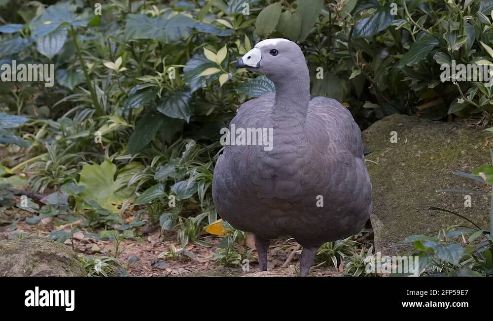 Rare goose Stock Videos & Footage - HD and 4K Video Clips - Alamy