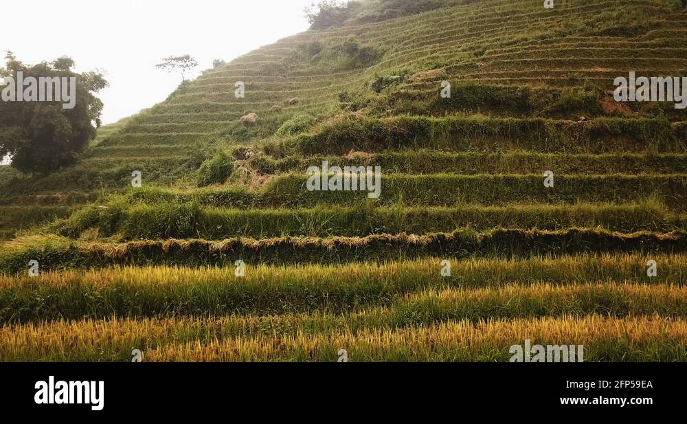 workers on the rice terraces Sa Pa, Vietnam. Harvesting of the rice ...
