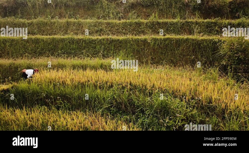 Asian family on the rice field harvesting rice while the youngest child ...