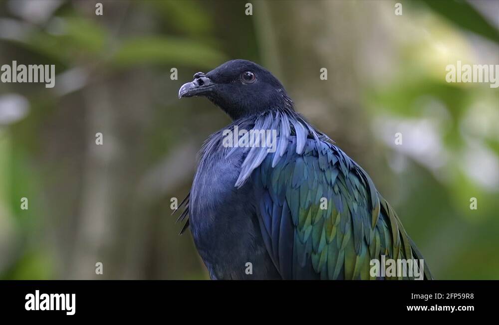 Rare pigeon Stock Videos & Footage - HD and 4K Video Clips - Alamy