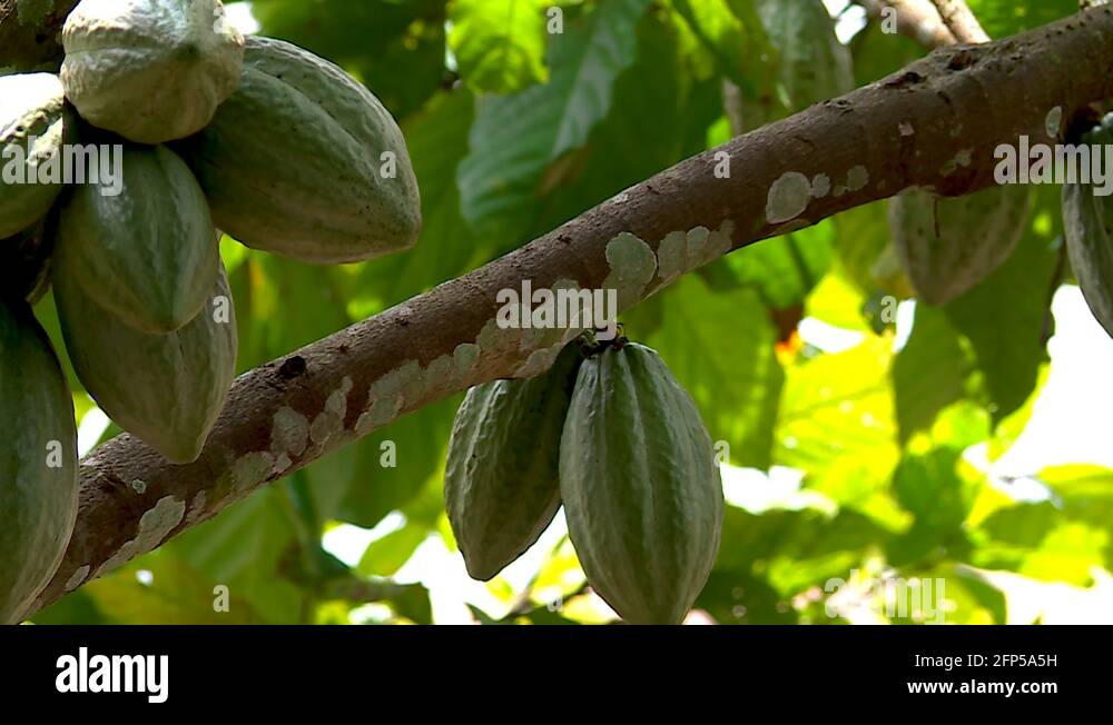 Cocoa pods leaves Stock Videos & Footage - HD and 4K Video Clips - Alamy