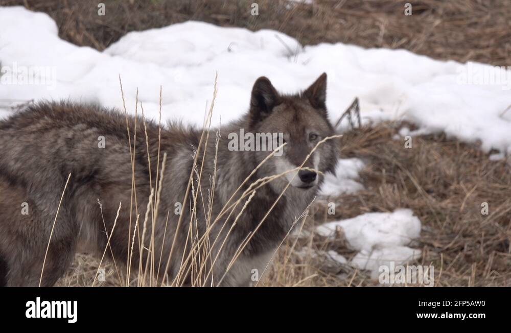 Dead grass blades Stock Videos & Footage - HD and 4K Video Clips - Alamy