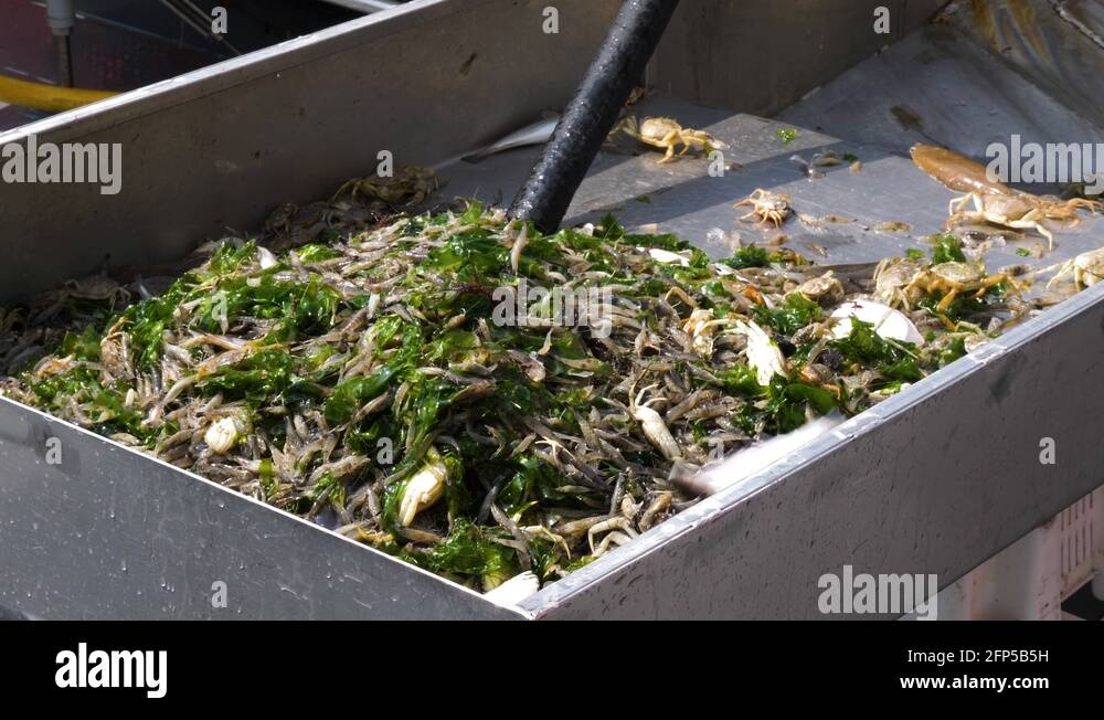 Seaweed harvest boat Stock Videos & Footage - HD and 4K Video Clips - Alamy