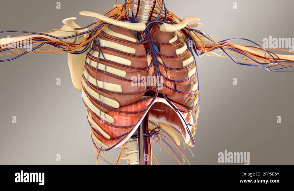 Human Male Anatomy - Respiratory System With Bones, Arteries And Veins ...