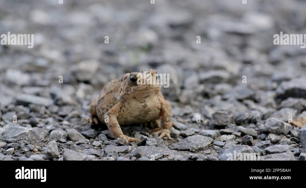 Degraded wildlife habitat Stock Videos & Footage - HD and 4K Video ...