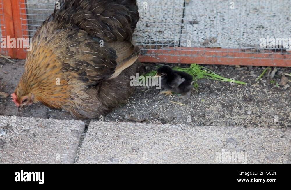 Free Range Mother Hen And Chick Peck At Ground Searching For Insects ...
