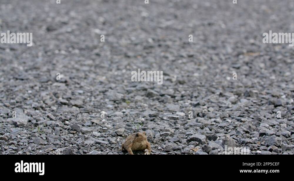 Fat toad Stock Videos & Footage - HD and 4K Video Clips - Alamy