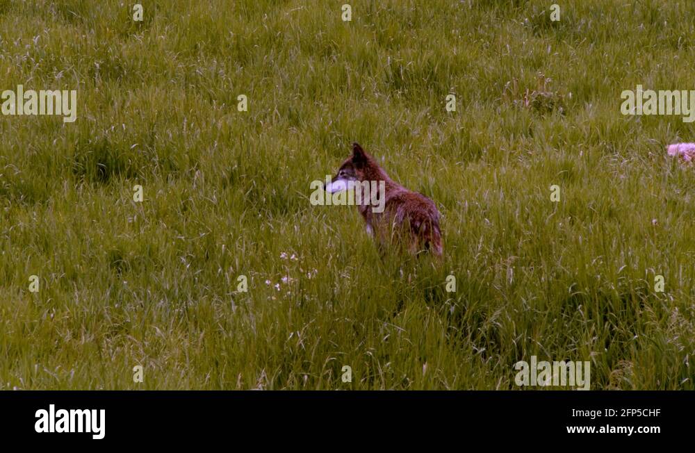Wolf grass Stock Videos & Footage - HD and 4K Video Clips - Alamy