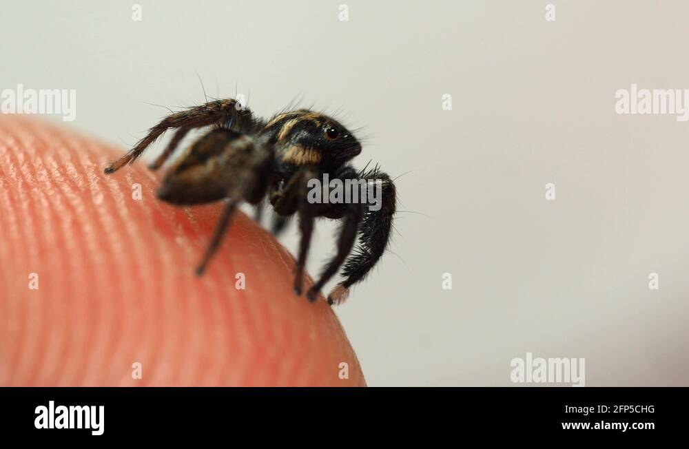 Handling spider Stock Videos & Footage - HD and 4K Video Clips - Alamy
