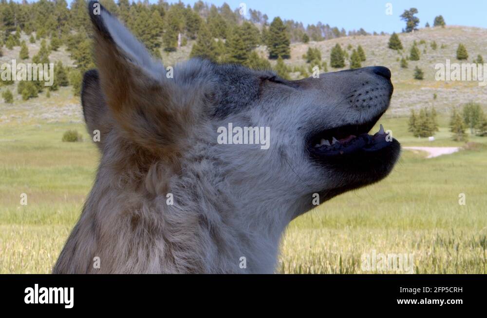 Young Timber Wolf looking intensely into the distance Stock Video ...