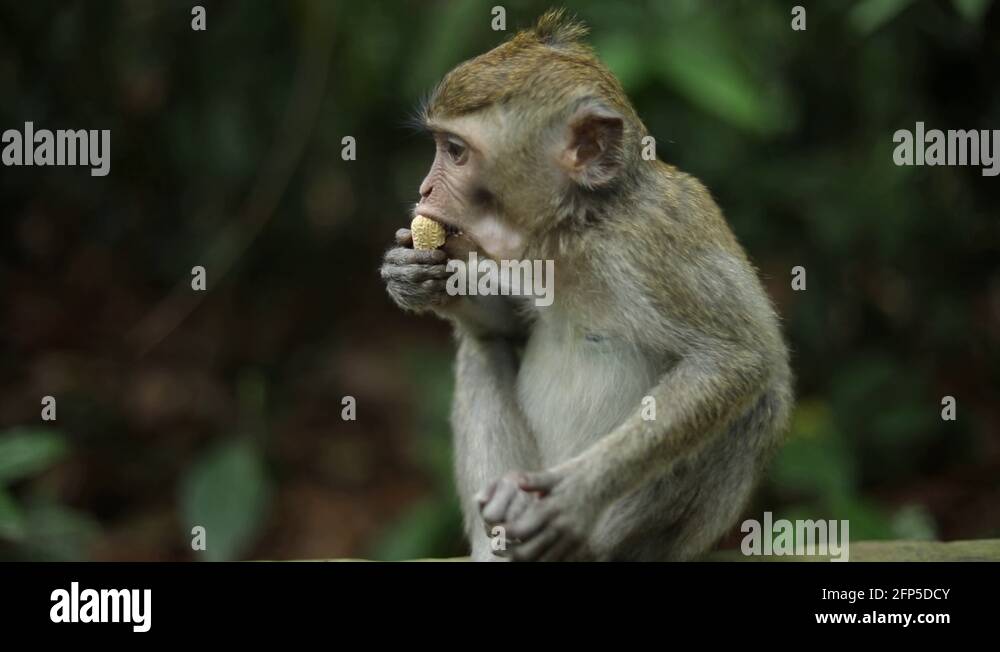 Peanut monkey nuts Stock Videos & Footage - HD and 4K Video Clips - Alamy