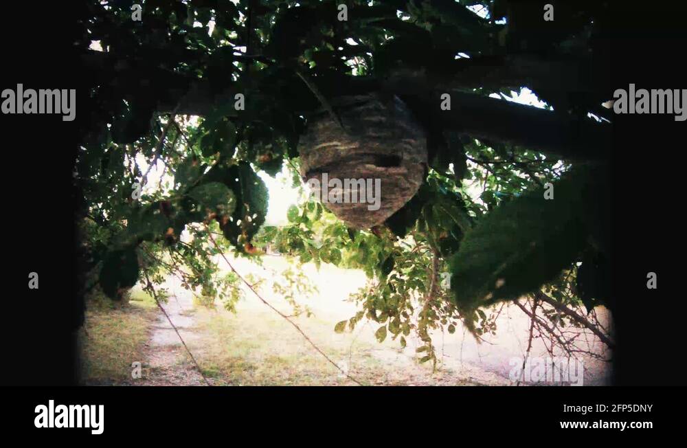 Honey bee nest in a tree Stock Videos & Footage - HD and 4K Video Clips ...