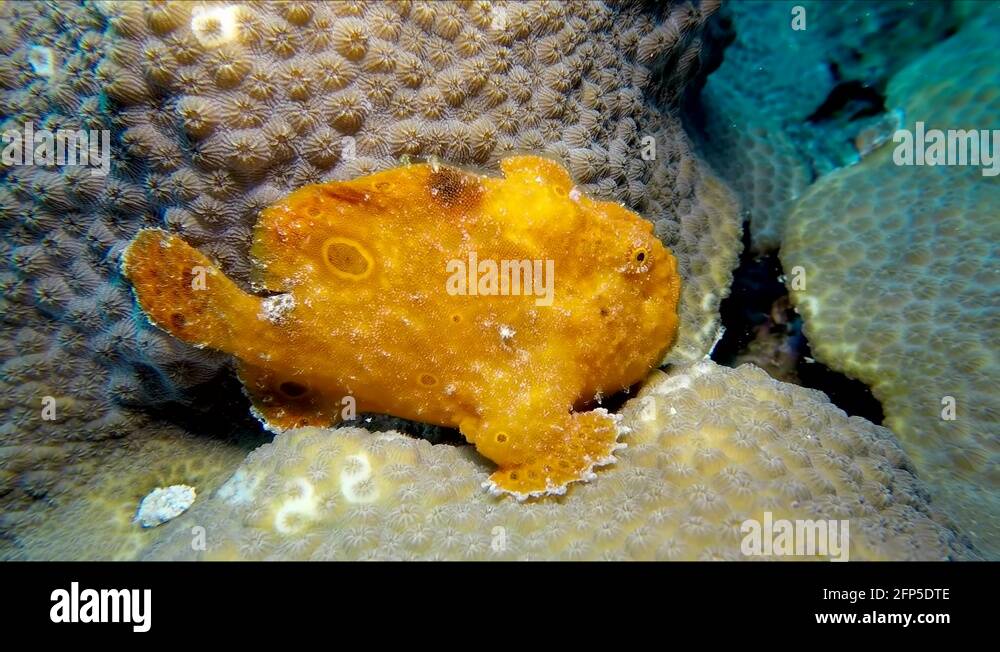 Coral polyp indonesia Stock Videos & Footage - HD and 4K Video Clips ...