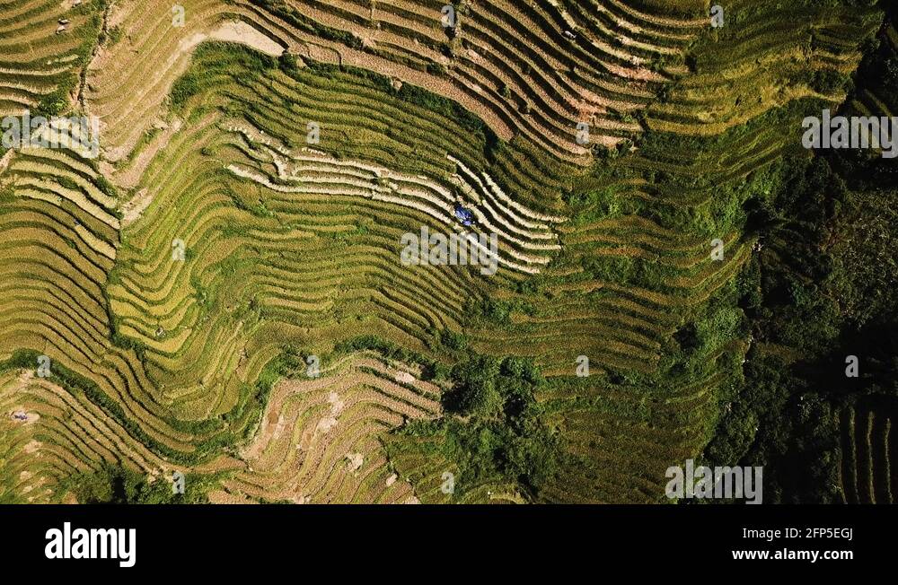 Hmong village terraced rice Stock Videos & Footage - HD and 4K Video ...